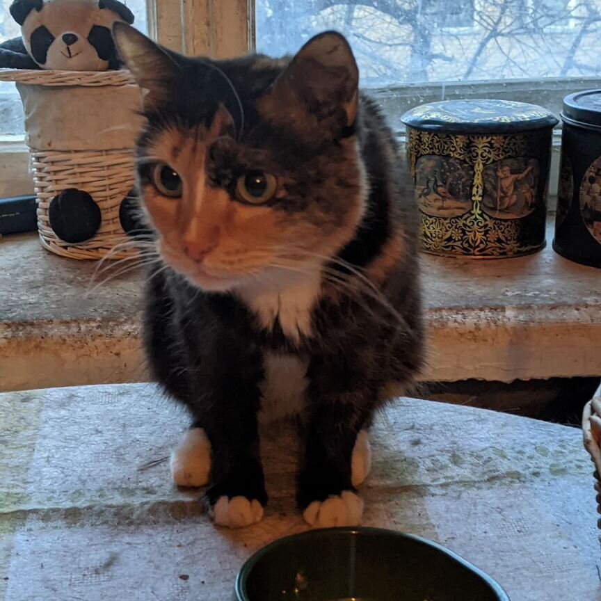 Кошки в добрые руки