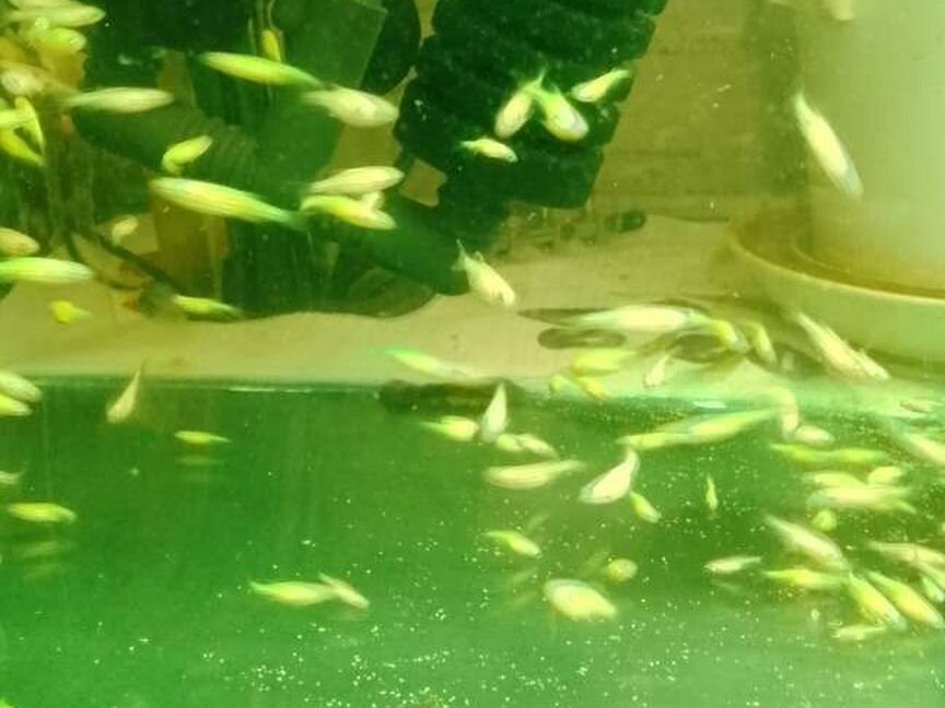 Рыбки данио