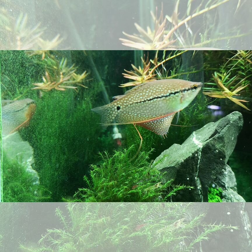 Гурами жемчужный пара