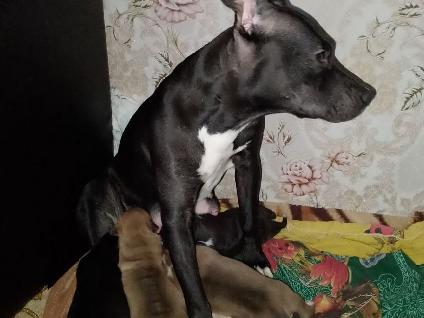 Щенки американского питбуля