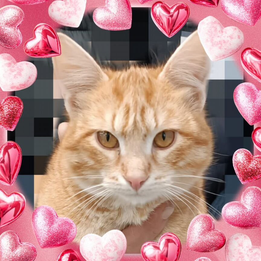 Котёнок