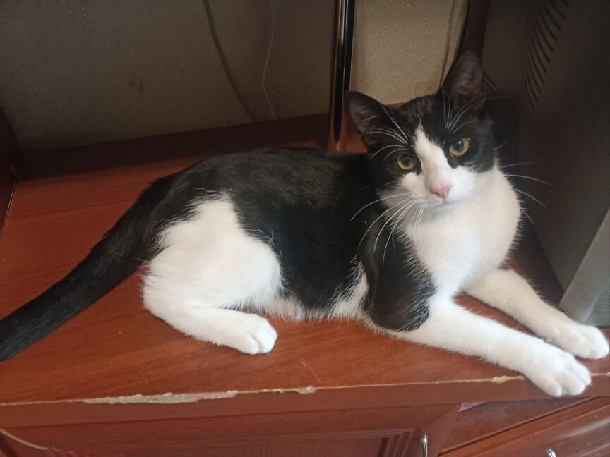 Отдам кота в добрые руки