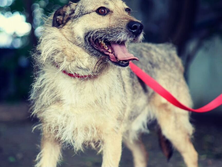 Малыш Верный ищет дом