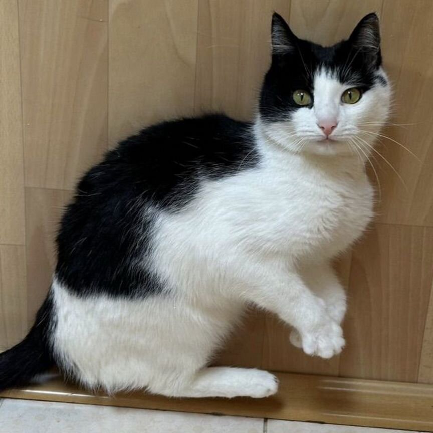 Взрослая, кошка в добрые руки