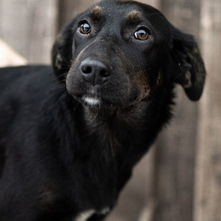 Фая, источник счастья