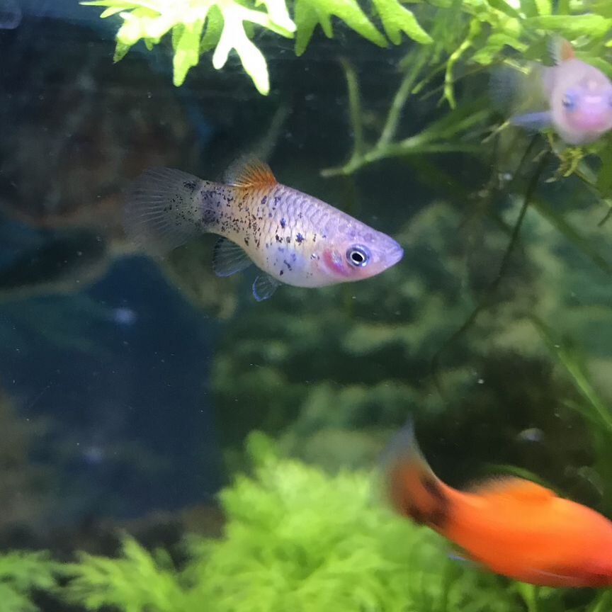 Аквариумные рыбки пецилии