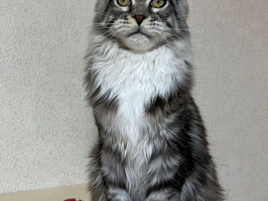 Котик Мейн-Кун