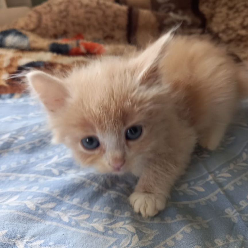 Полуторамесячные котята ищут новый дом