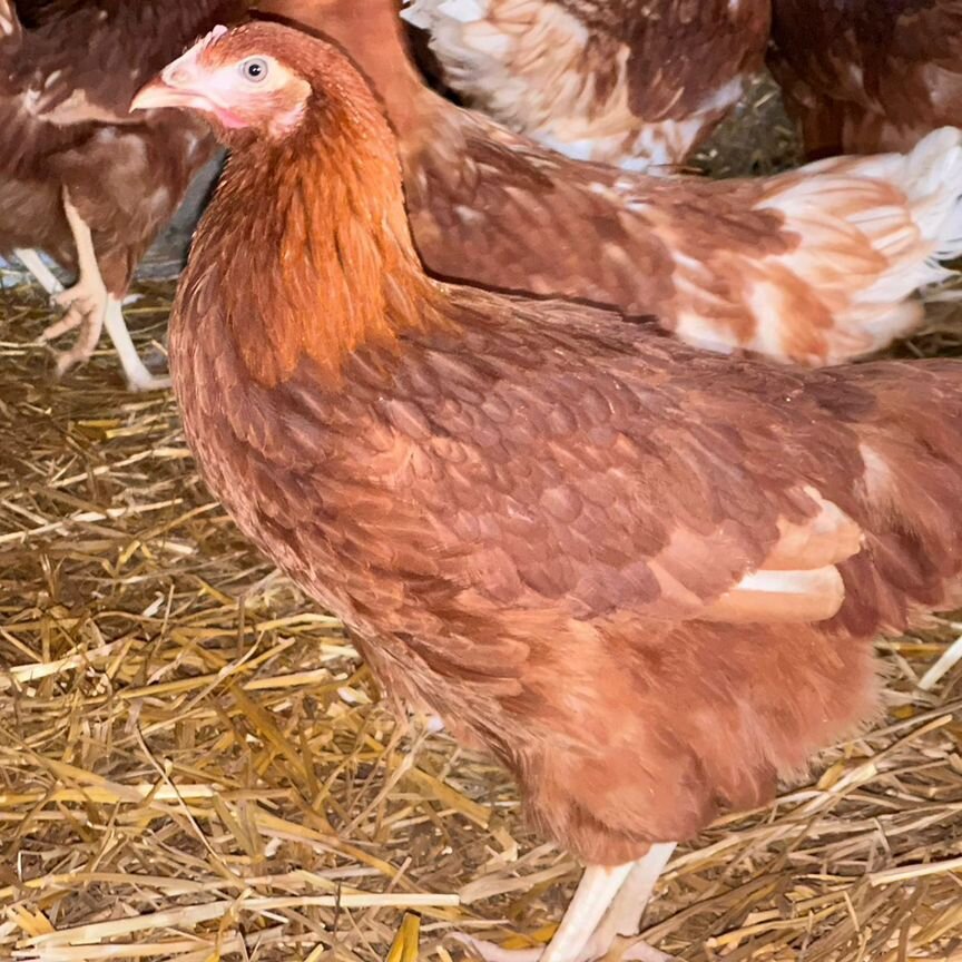 Куры молодки несушки