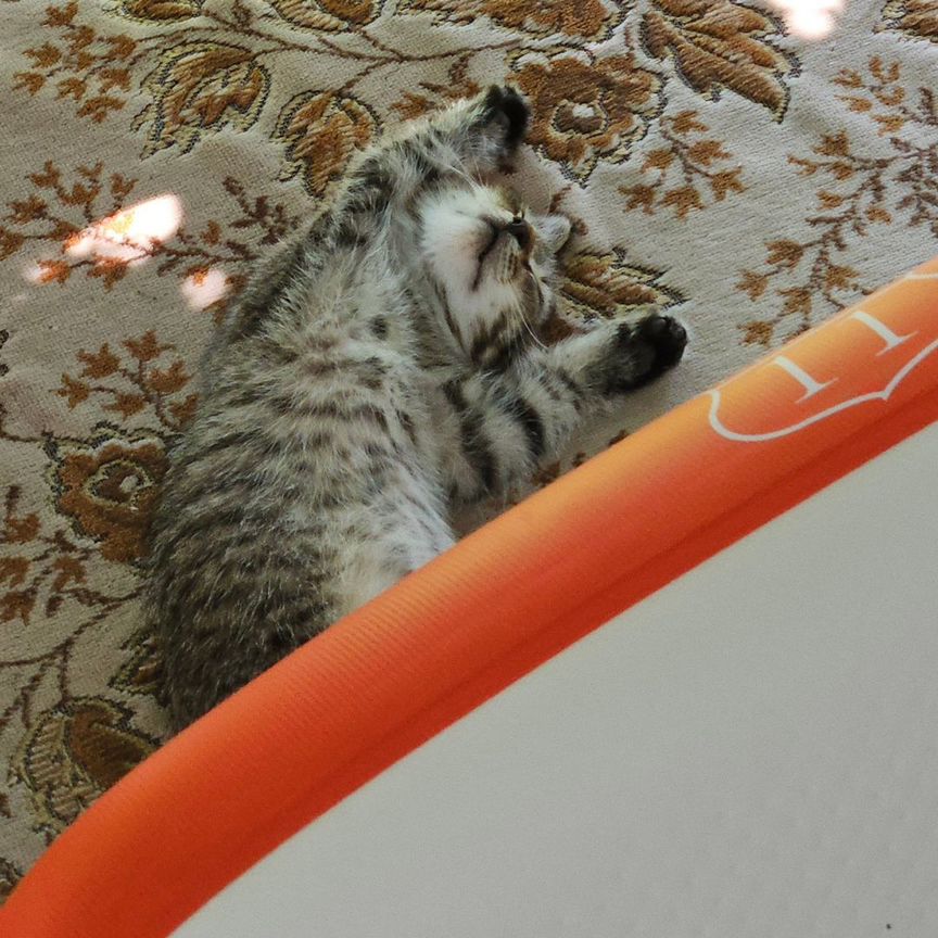 Отдам котенка в добрые руки