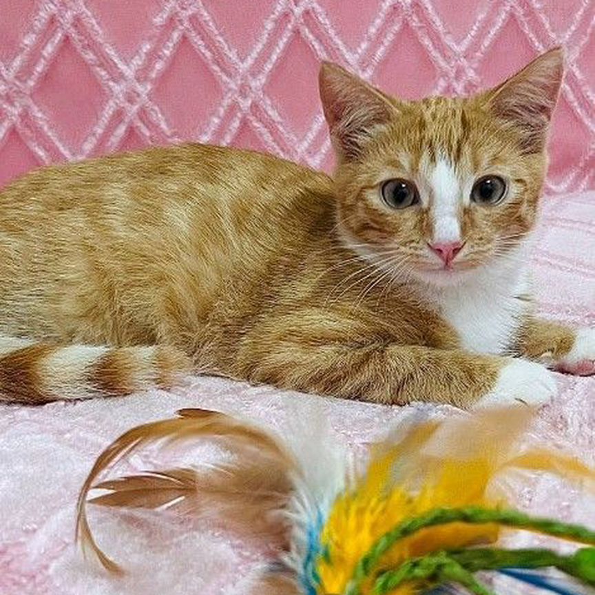 Рыжий котёнок в добрые руки