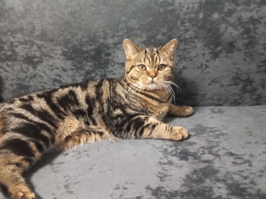 Кот шотландец на вязку