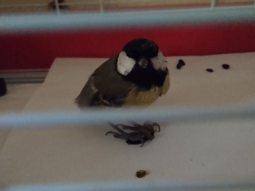 Большая синица