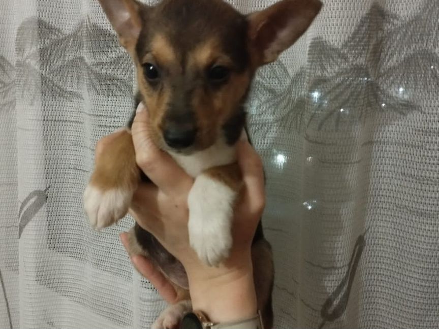 Щенки мелкие 2 месяца с доставкой