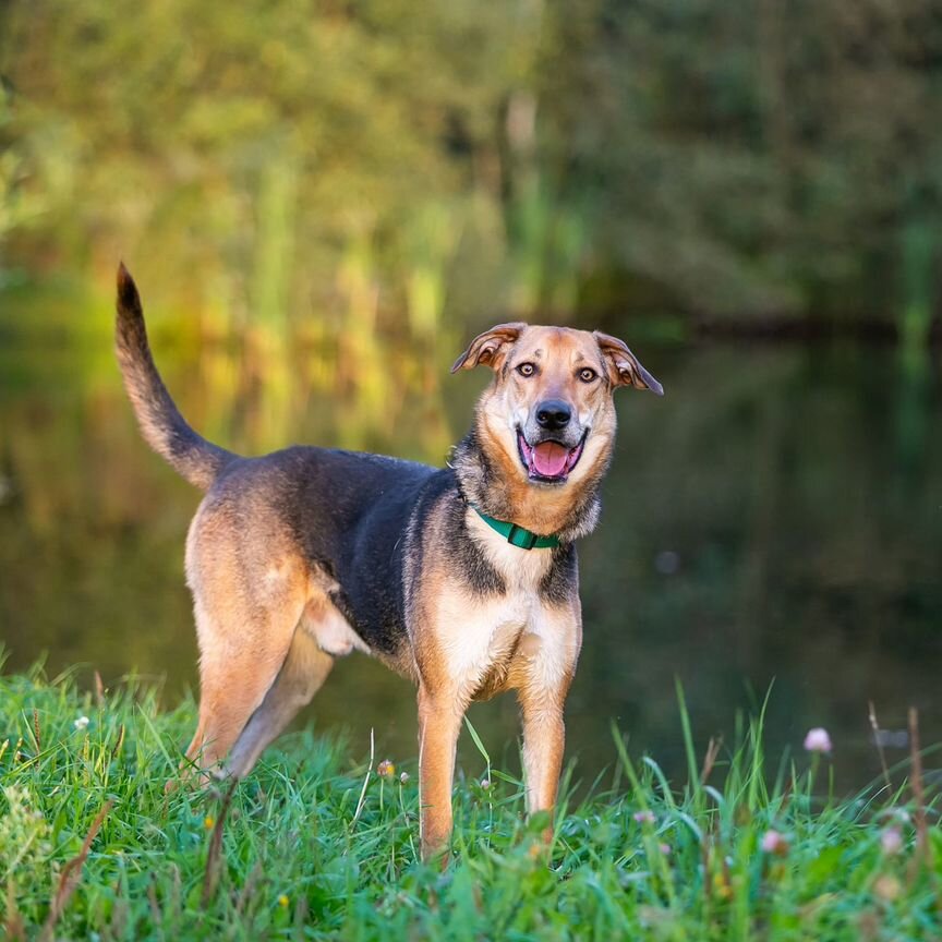 Собака в добрые руки отдам бесплатно