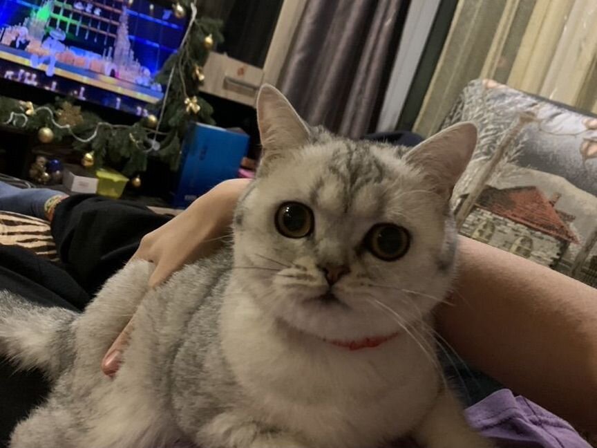 Британская серебристая шиншилла