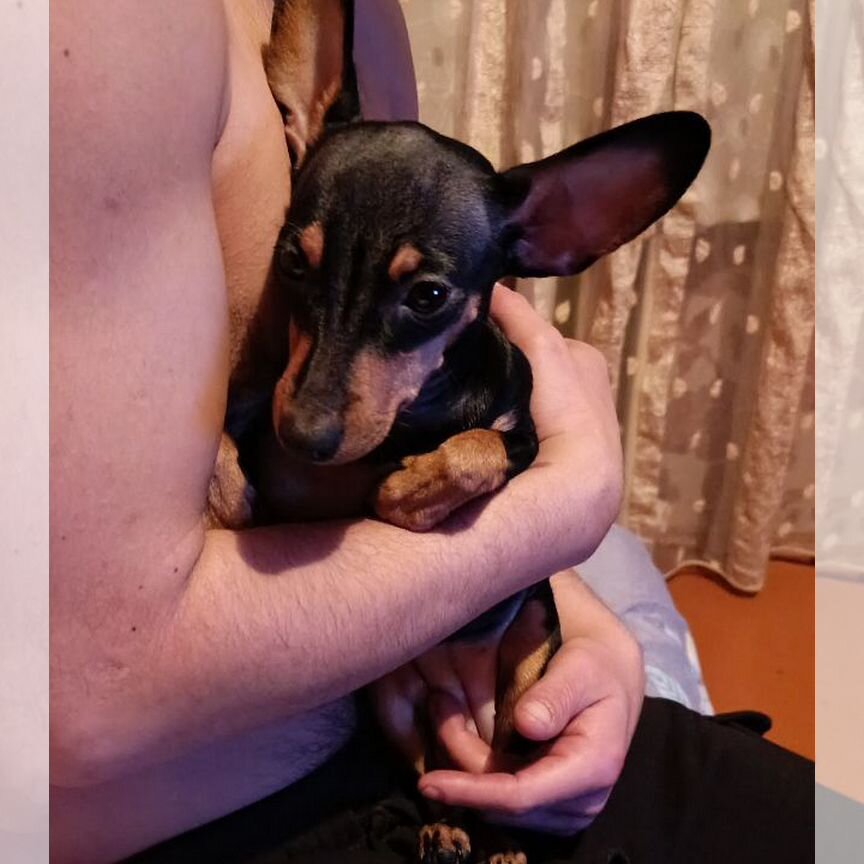 Русский той-терьер, взрослая собака