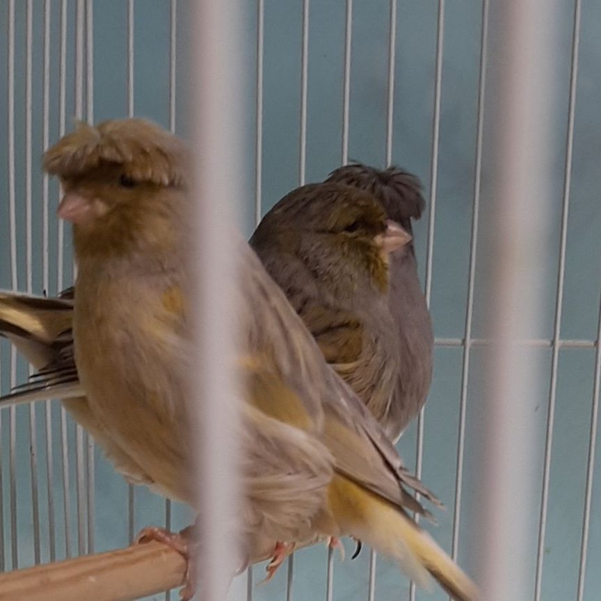 Кенара и канарейки