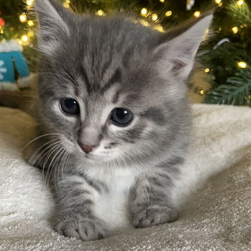 Котёнок в добрые руки