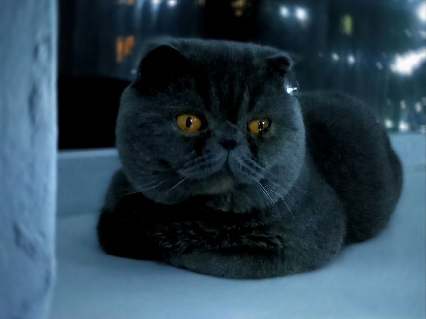 Ищем Борису красивую кошечку