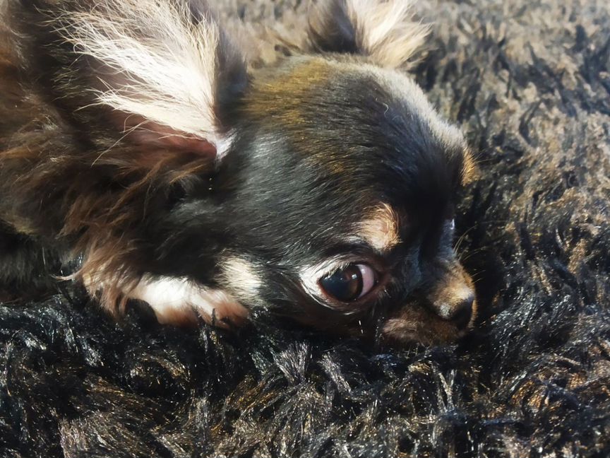 Чихуахуа мини мальчик