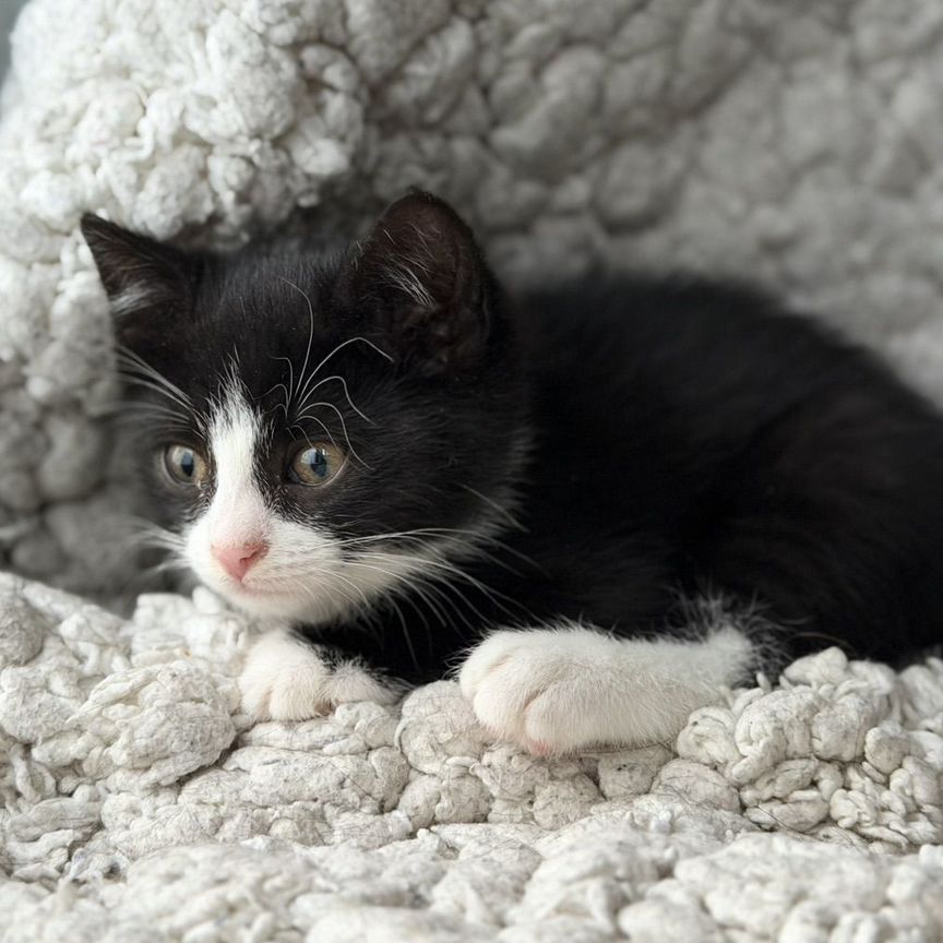 Котёнок в добрые руки