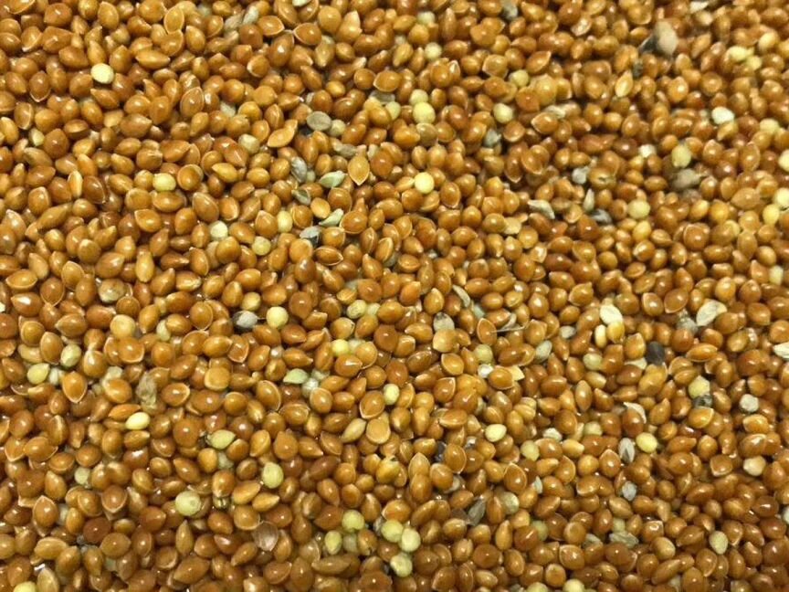 Продам просо 450 тонн