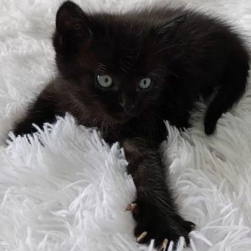 Шотландские мальчишки