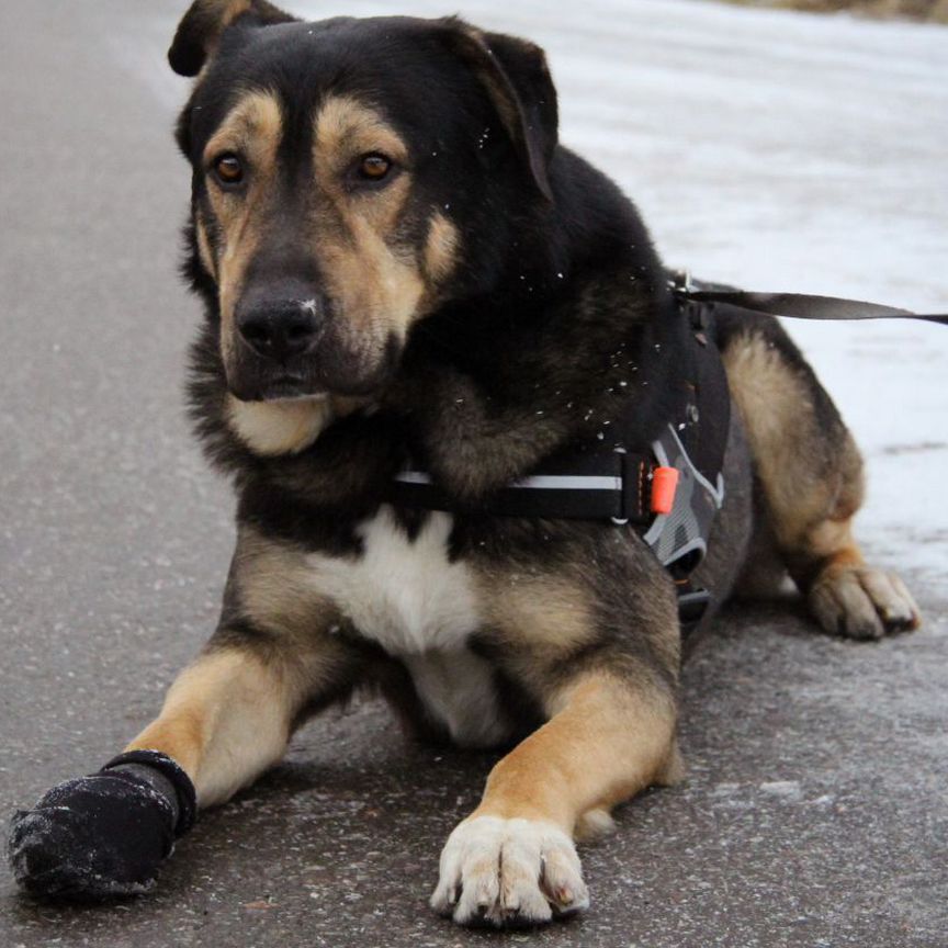 Взрослый пёс в добрые руки