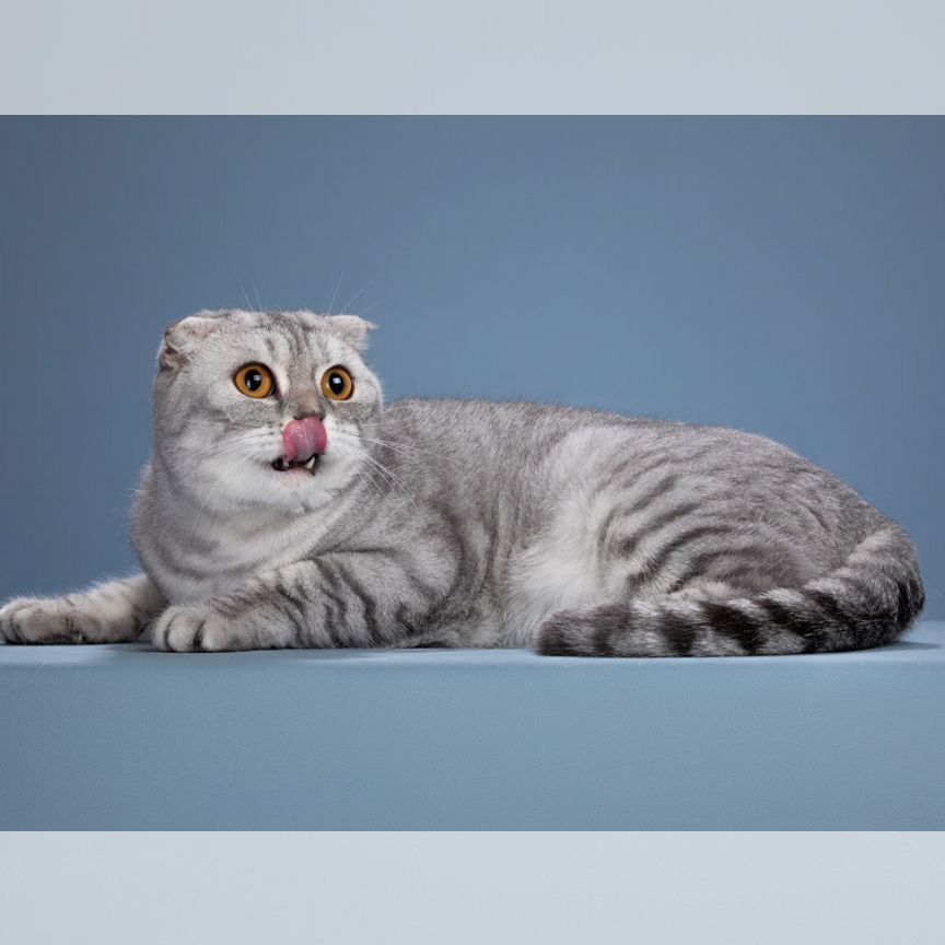 Шотландский вислоухий короткошёрстный котёнок