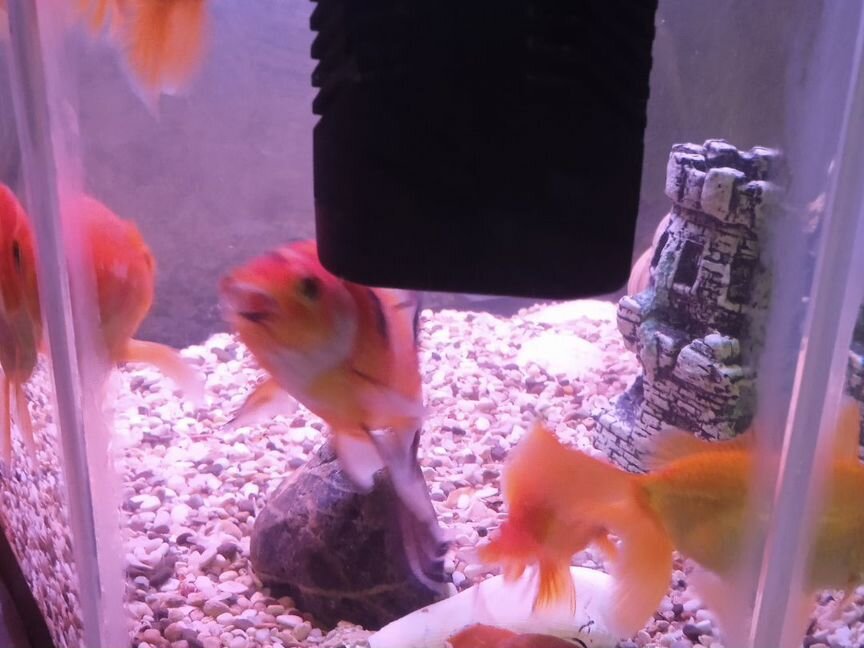 Аквариумные рыбки