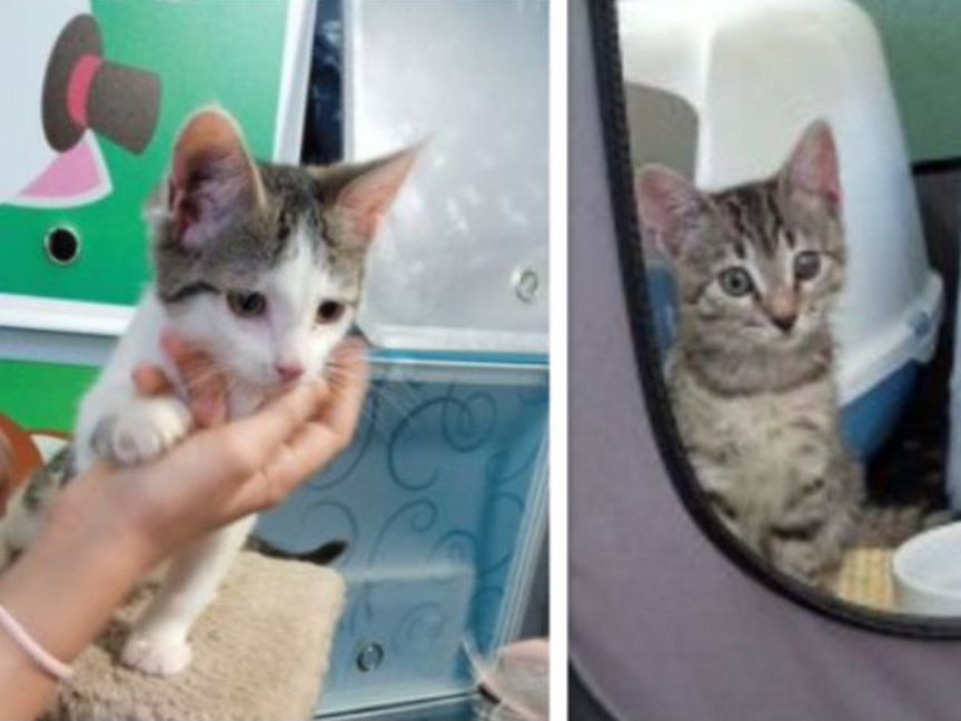 Котята девочки. 2 мес