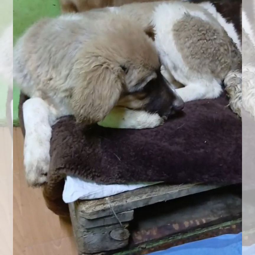 Щенок в добрые руки