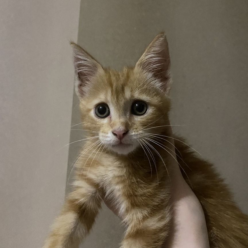 Котенок в добрые руки