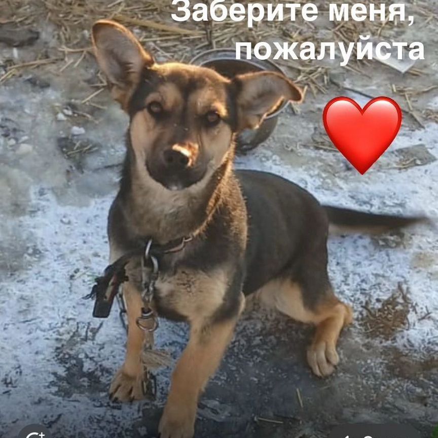 Собака/щенок бесплатно