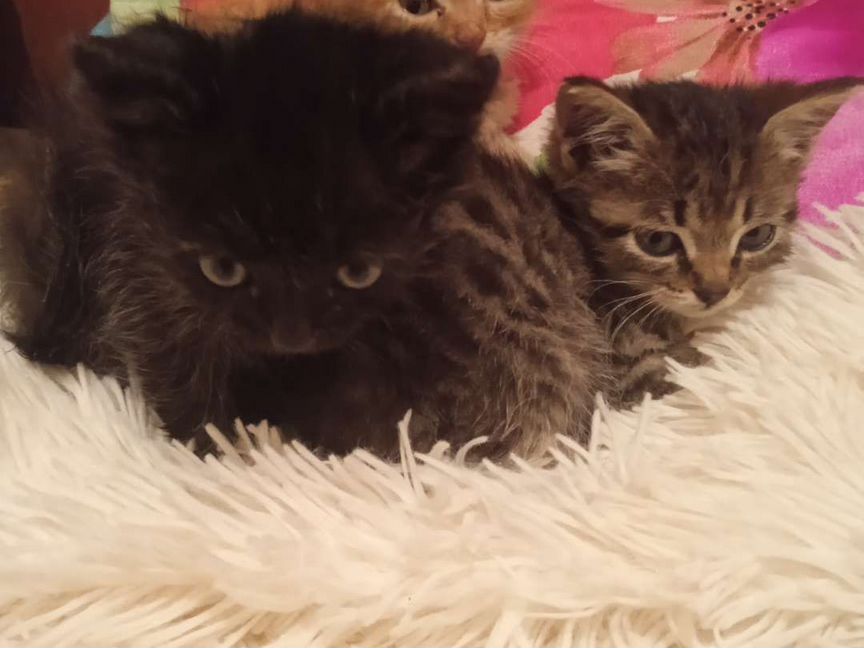 Найдены котята