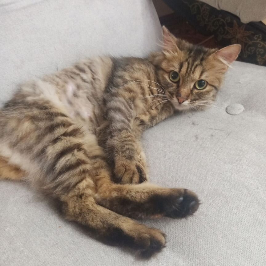 Кошечка в добрые руки