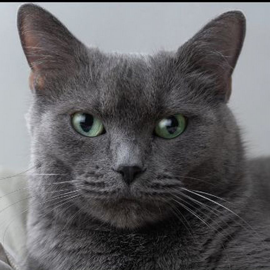 Сибирская кошка, вязка