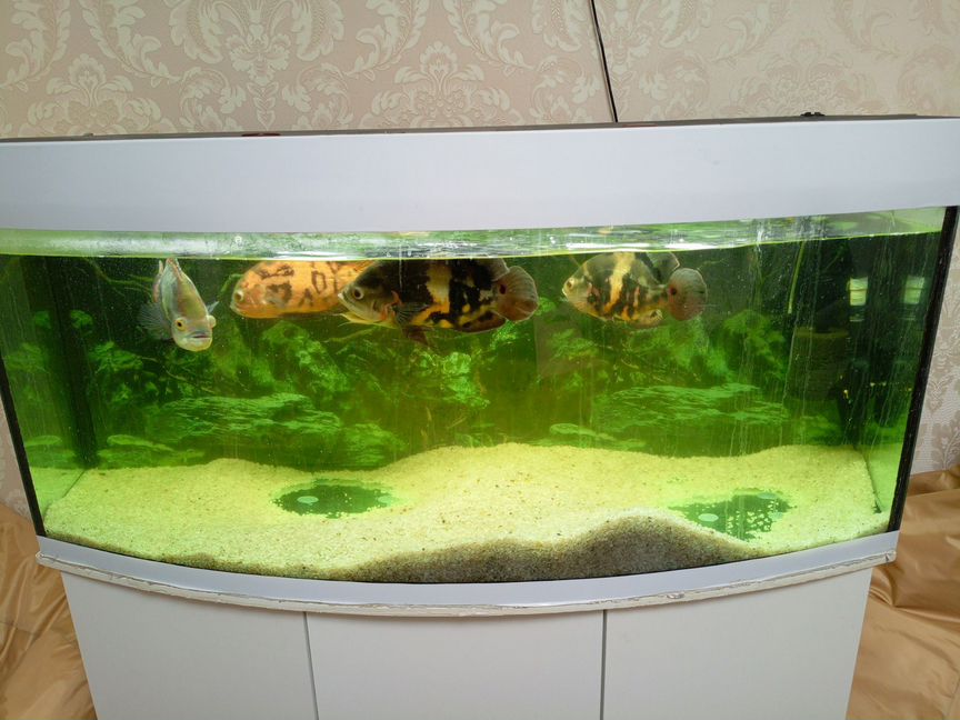 Аквариумные рыбки цихлиды