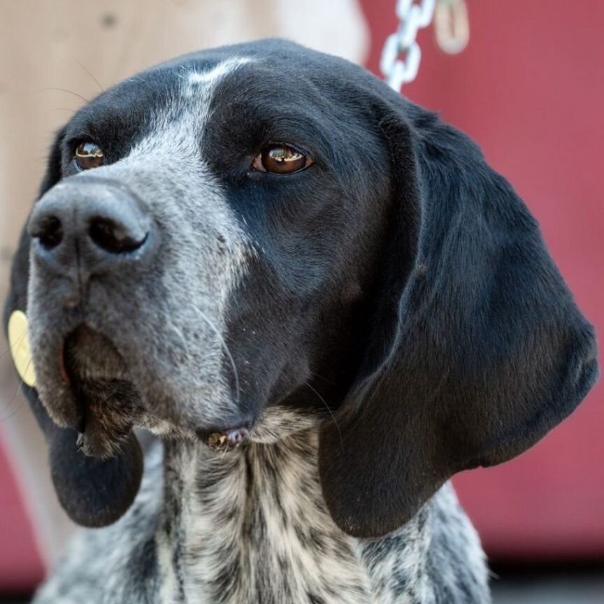 Курцхаар, взрослый пёс