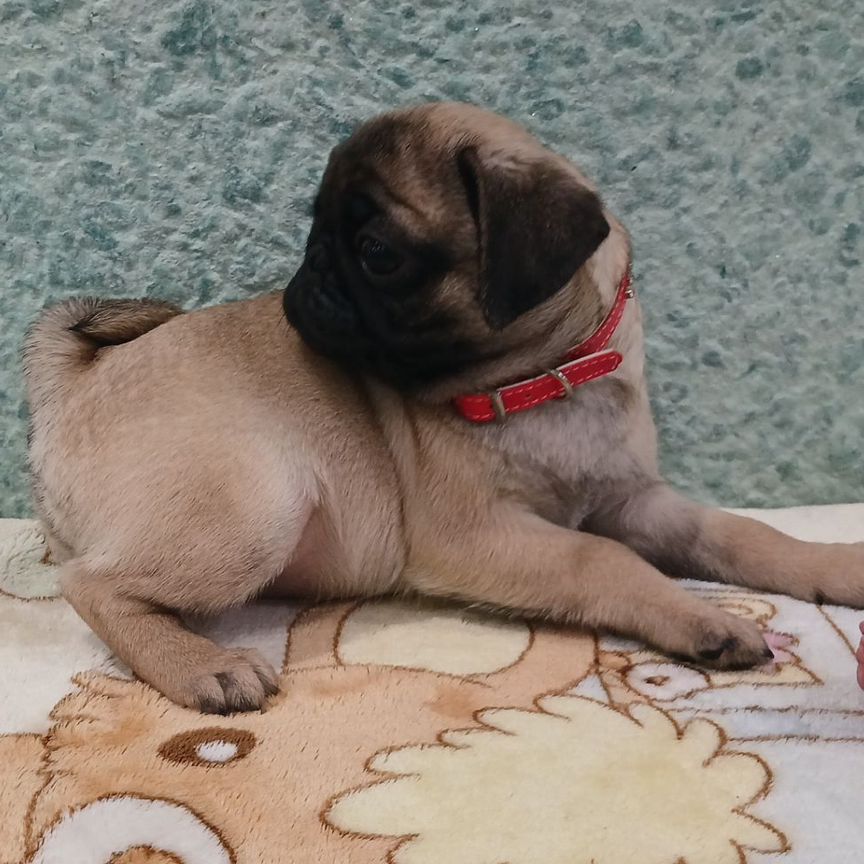 Мопс, щенок