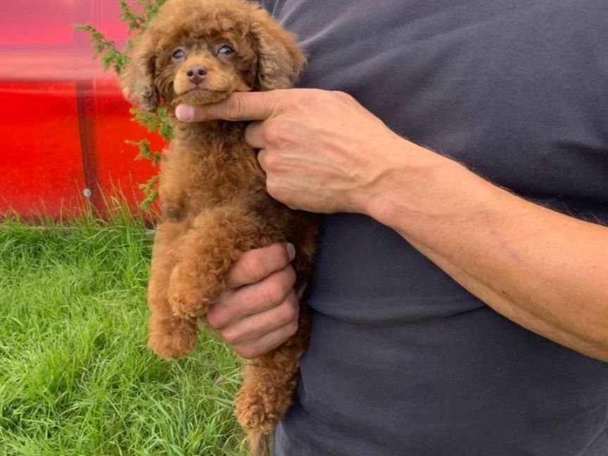 Той-пудель мальчик мерль