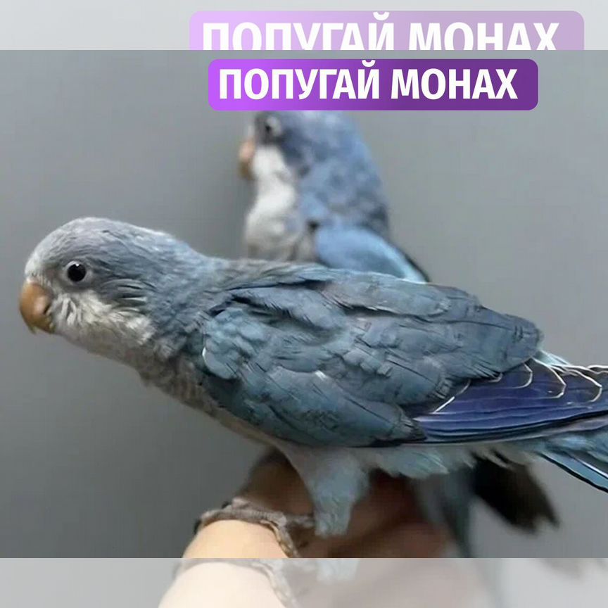 Попугай Монах