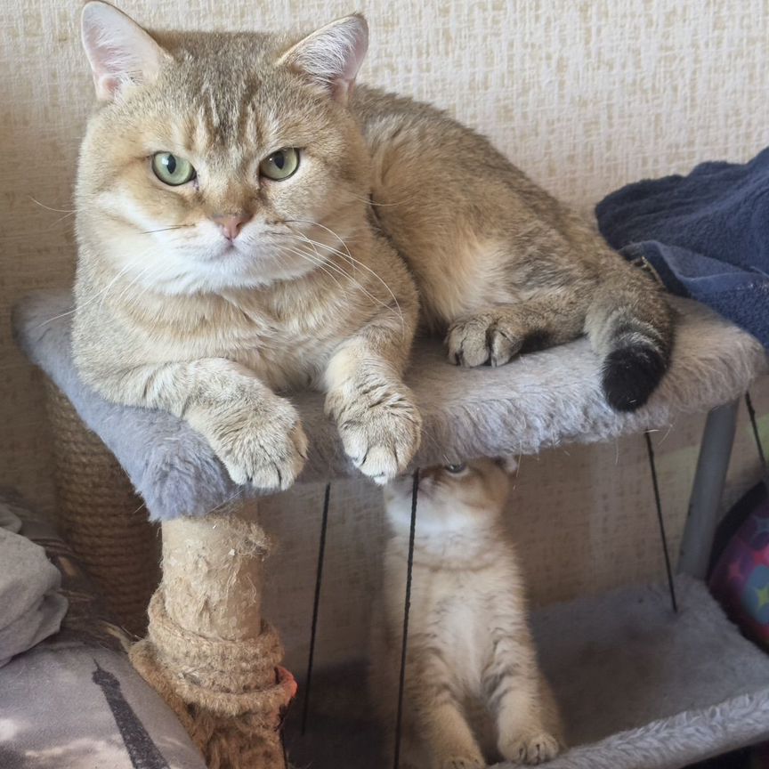 Шотландский прямоухий короткошёрстный кот, вязка