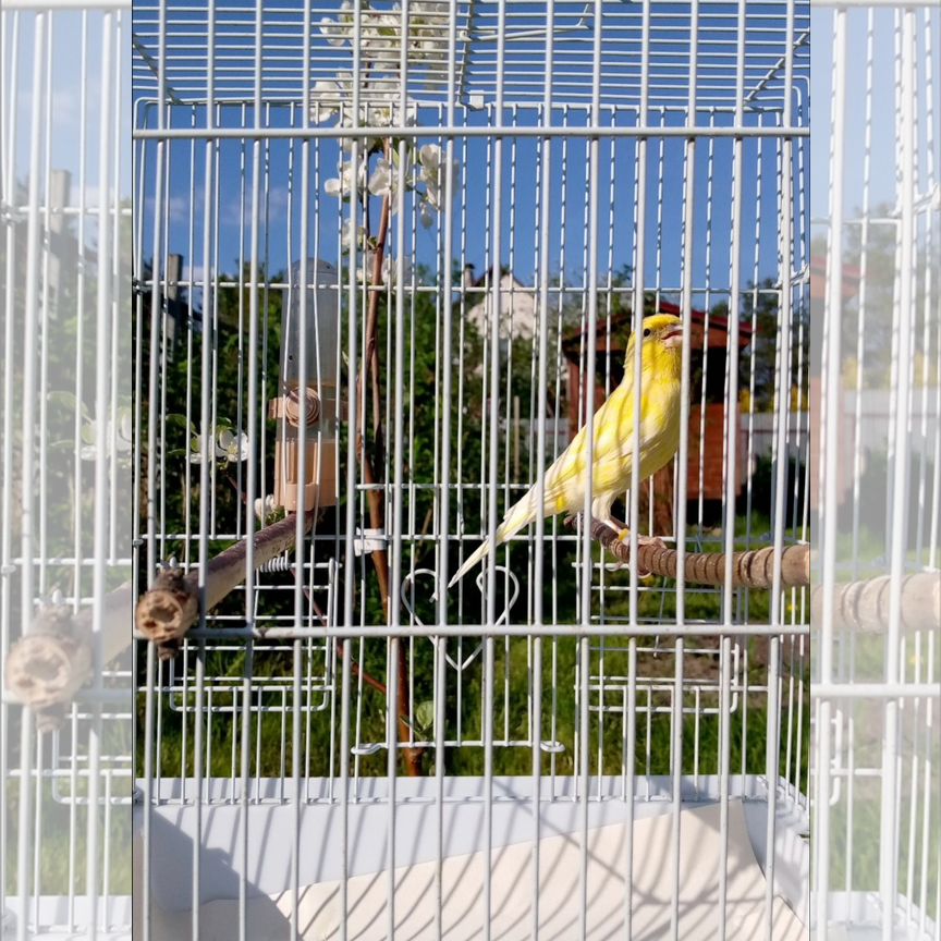 Кенар поющий