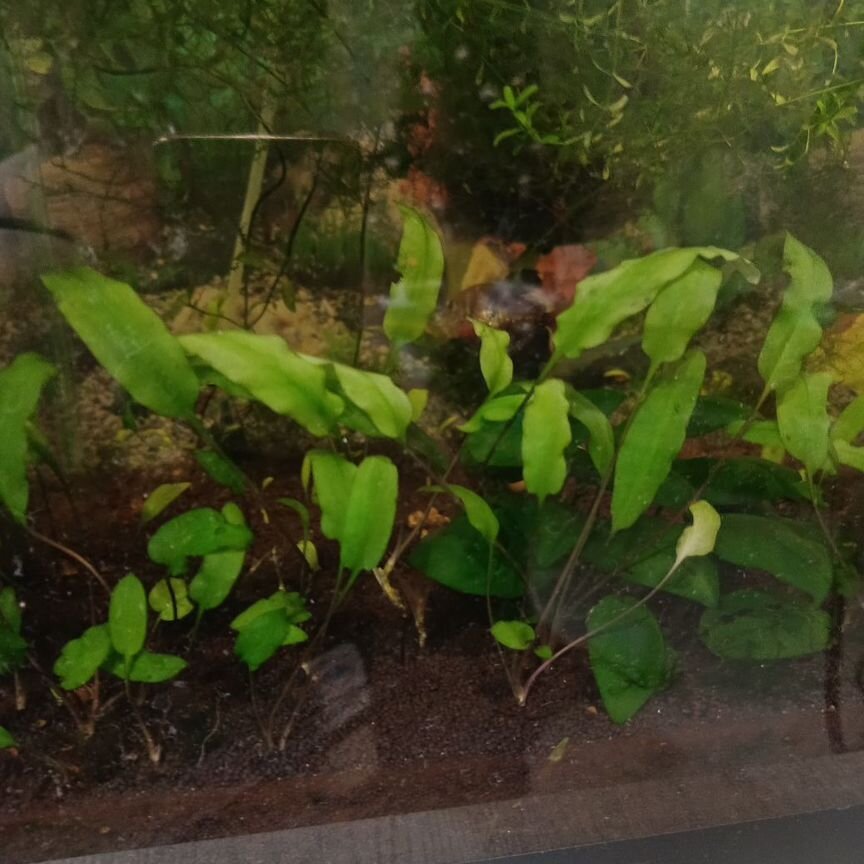 Аквариумные растения