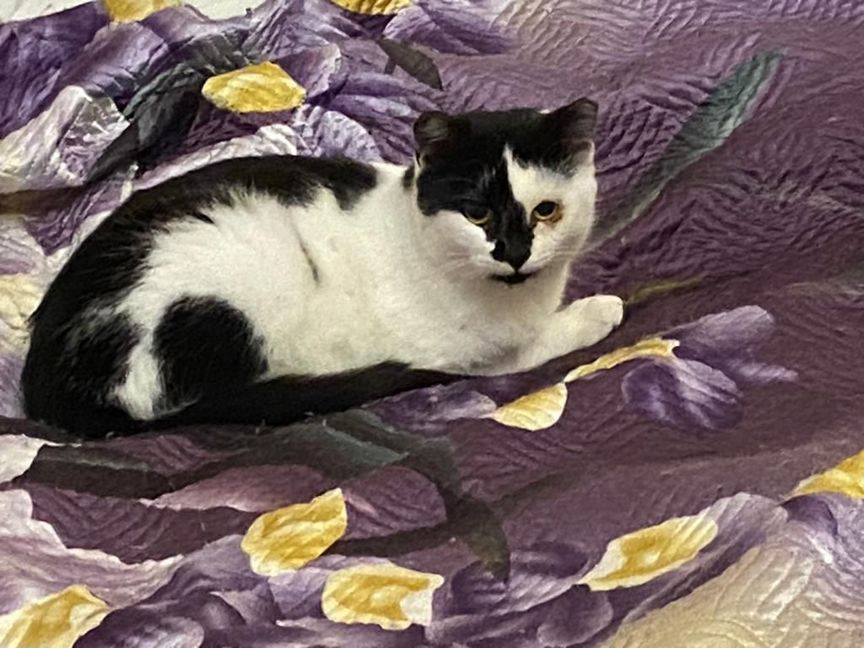 Красавчик котик в добрые руки