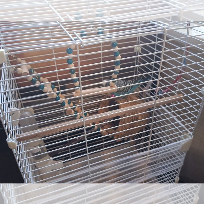 Волнистый попугай с клеткой