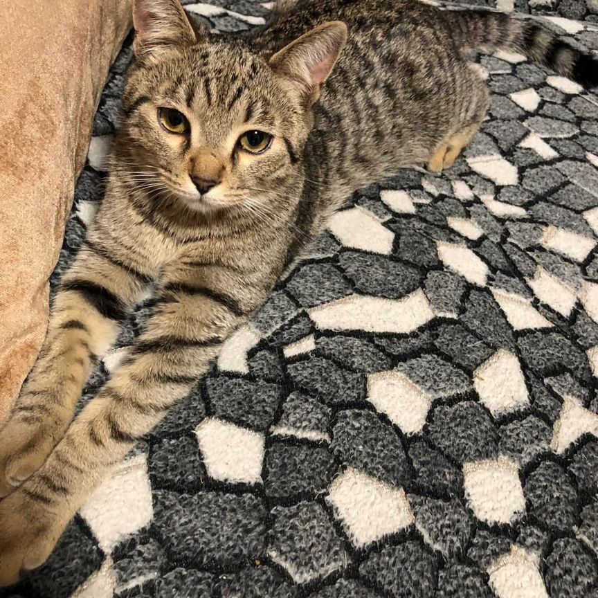 Отдают в добрые руки