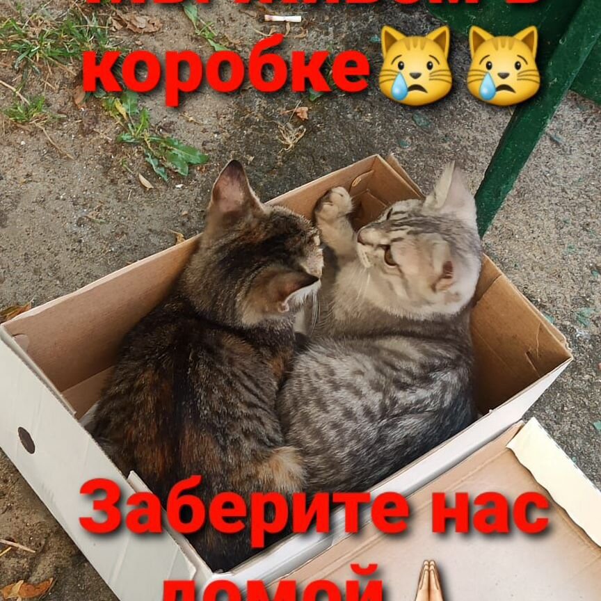 Котятам нужен дом